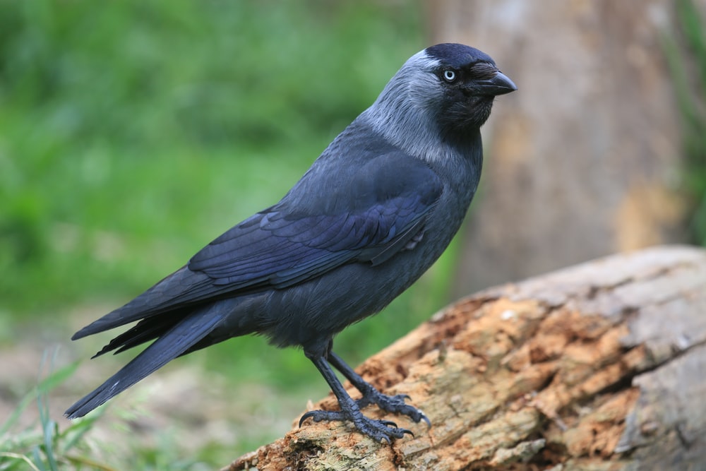 What Dream About Jackdaw Means