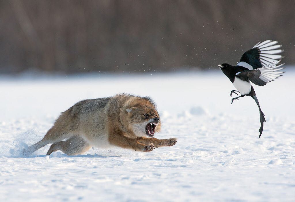 What Dream About Run Away From Wolf Means