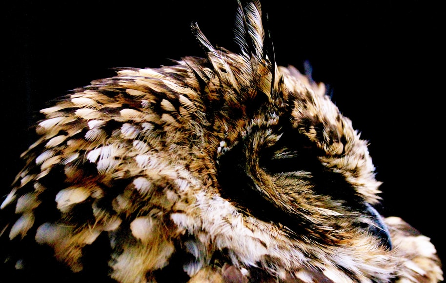 黎What Dream About Dead Owl Means