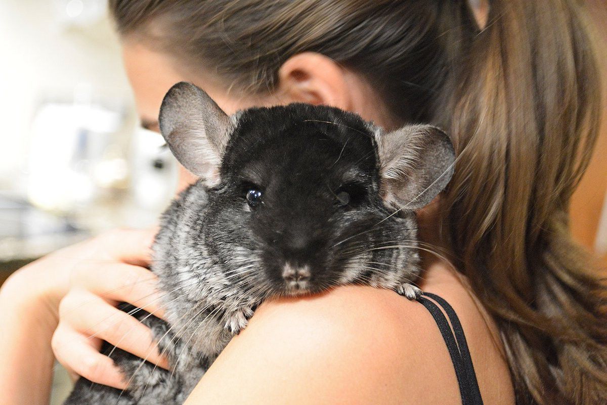 What Dream About Chinchilla Means