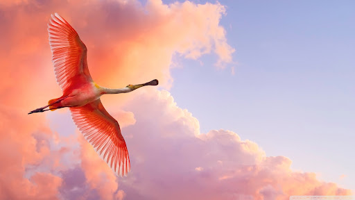 Mysteries of Flying in a Dream: Meaning, Symbolism, and Interpretations