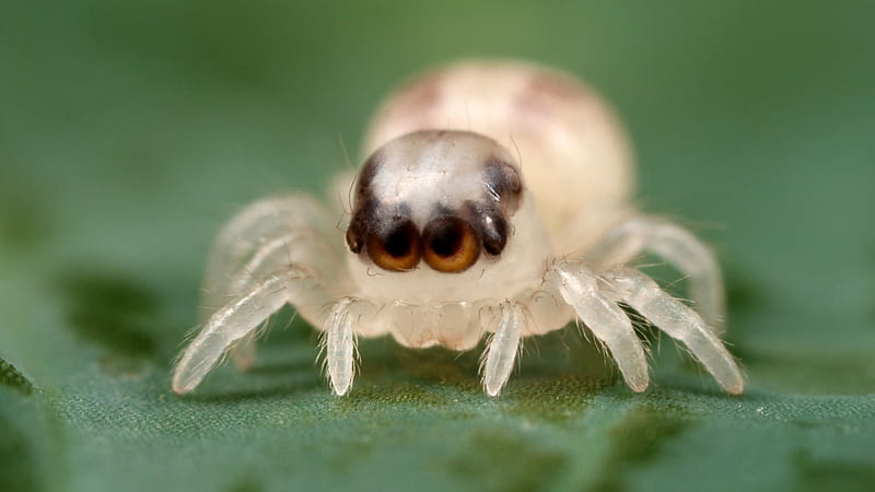 Why Killing a Spider Might Bring You Bad Luck: Superstitions Explained