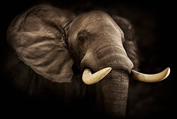 What Dream About Ivory Means