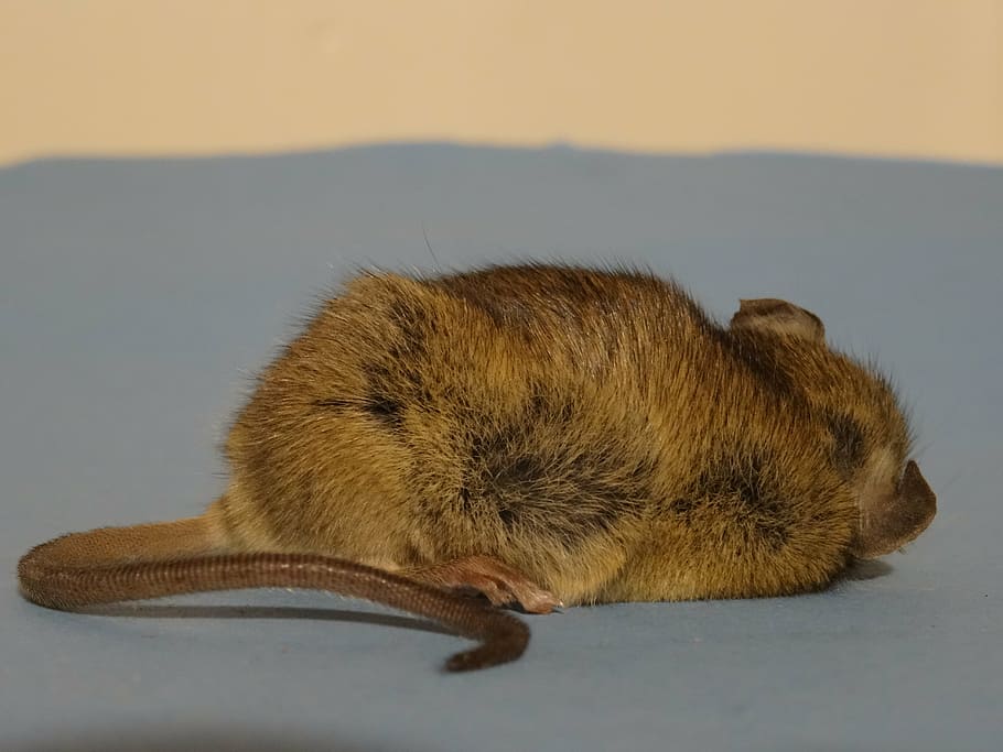 What Dream About Dead Mouse Means