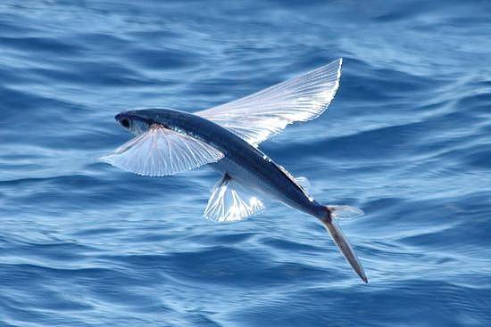 What Dream About Flying Fish Means