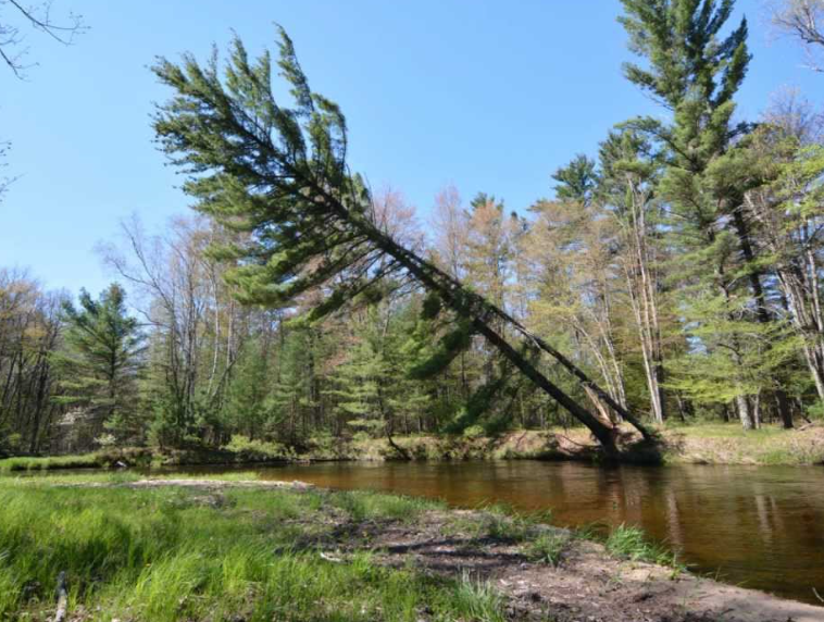 What Dream About Falling Trees Means