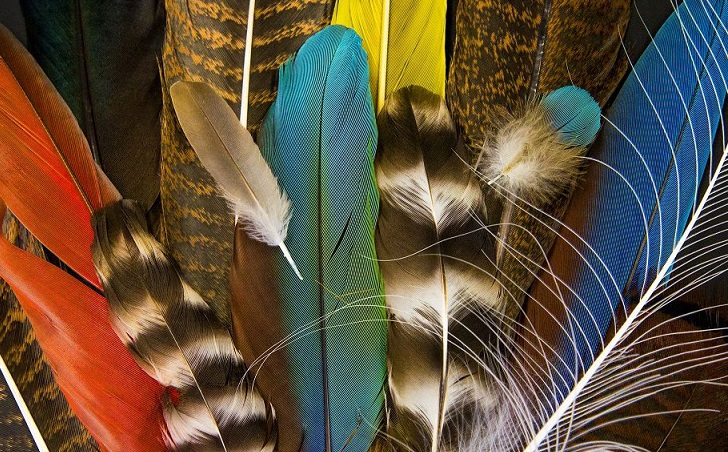 "The Hidden Symbolism of Feathers in Dreams: Unlocking Spiritual and ...