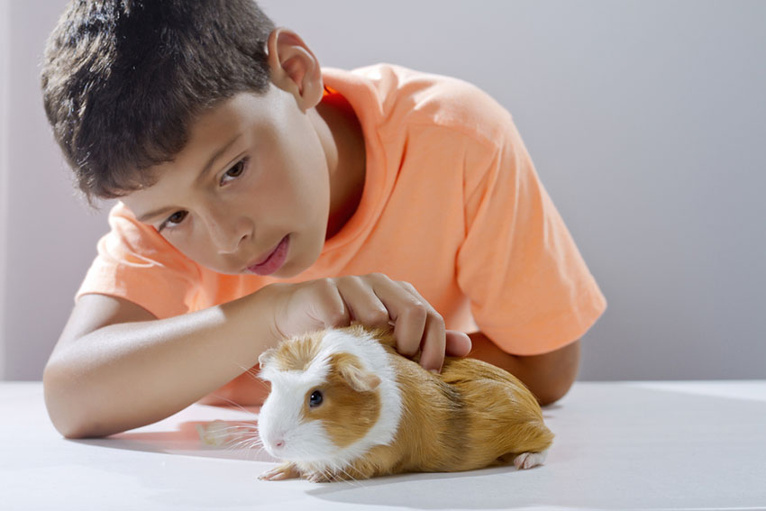 What Dream About Guinea Pig Means