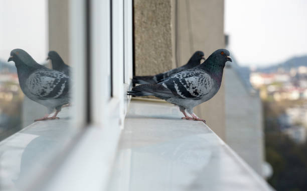 What does the omen "a pigeon hit the window and flew away" tell us about?