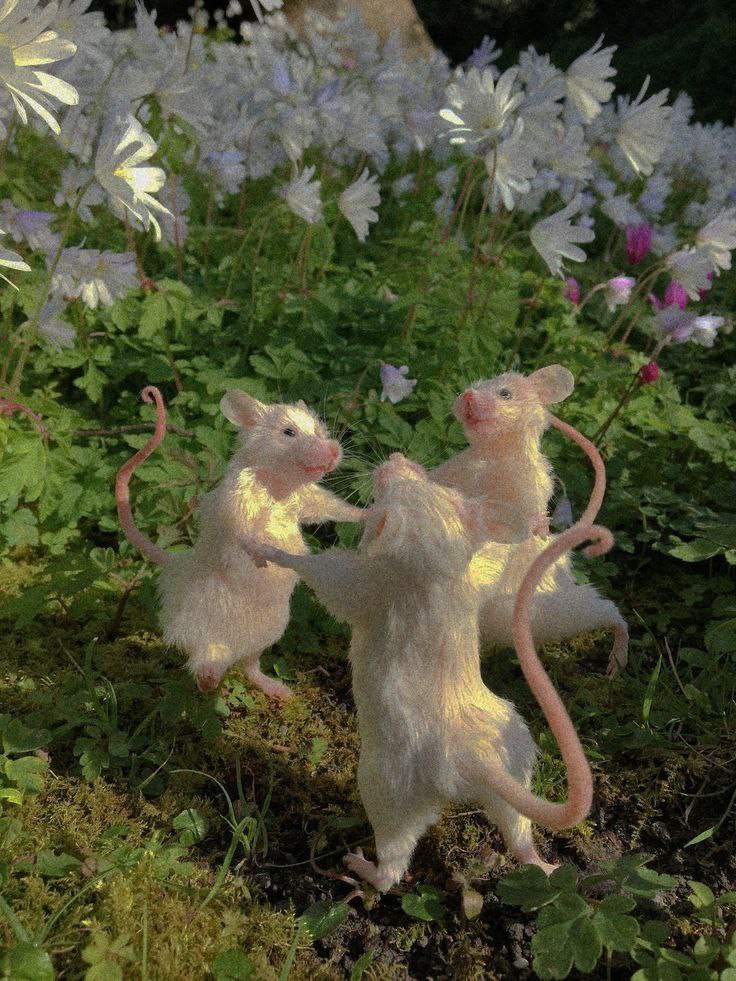 What Dream About White Mouse Means
