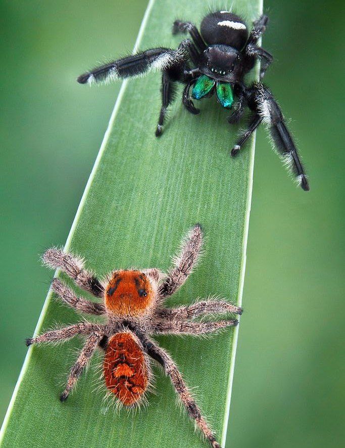 What Dream About Two Spiders Means