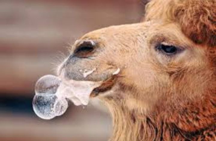 What Dream About Spitting Means