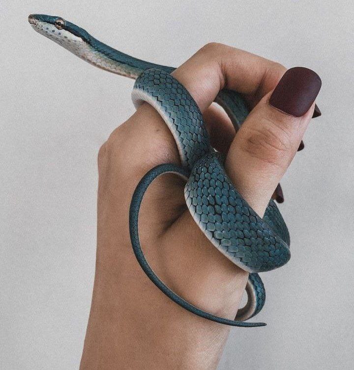 The Symbolism Of Seeing Small Snakes In Dreams