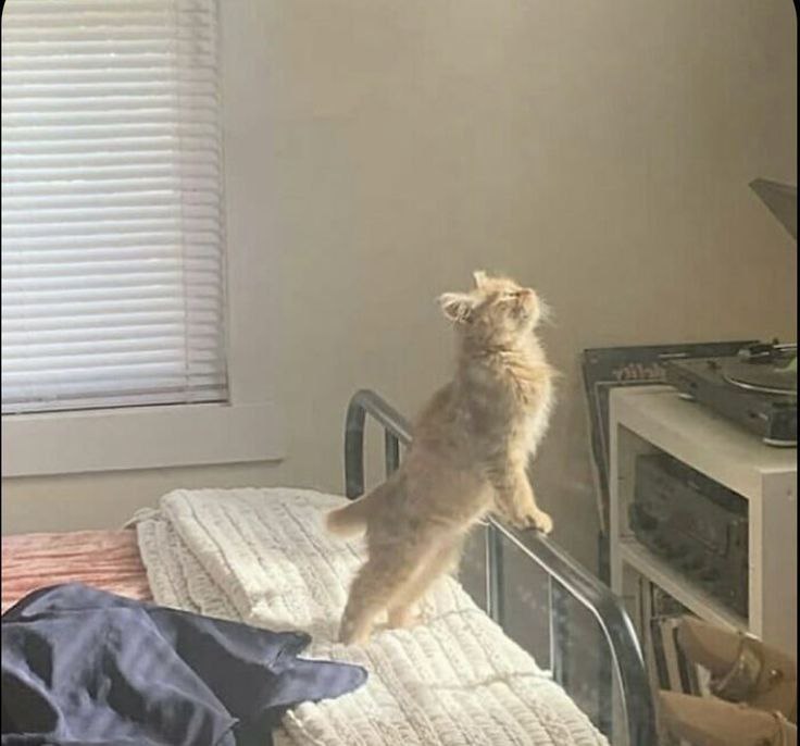 What Dream About Stepping Over Means