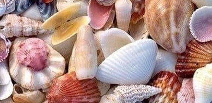 What Dream About Shell Means