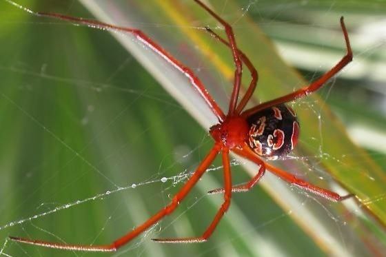 What Dream About Red-haired Spider Means