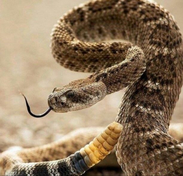 What Dream About Rattlesnake Means