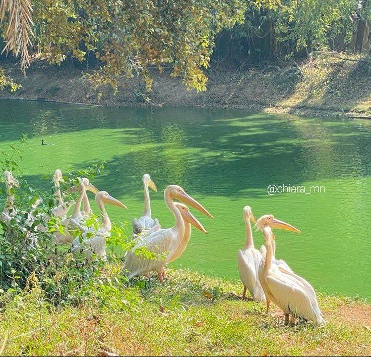 What Dream About Pelican Means