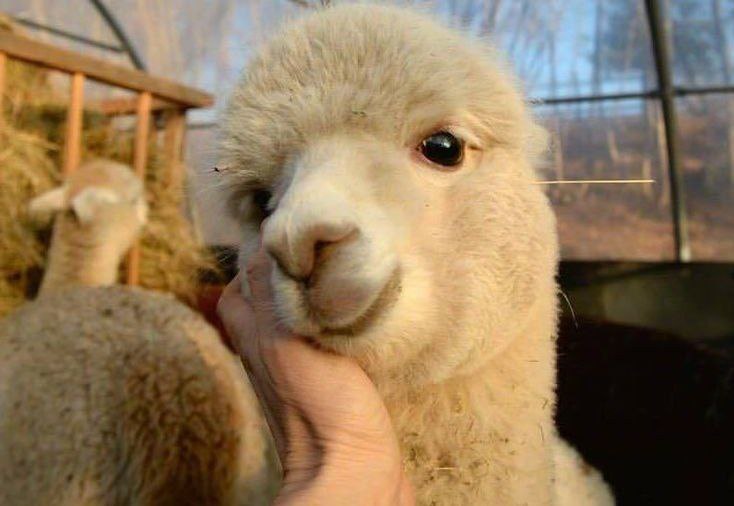 What Dream About Lama Means