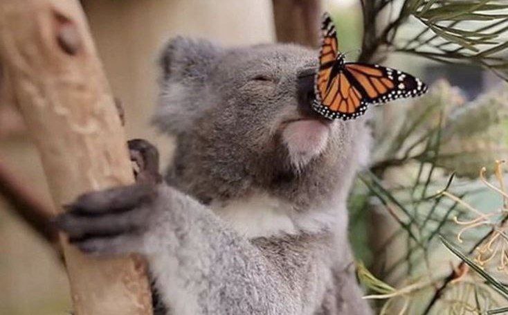 What Dream About Koala Means