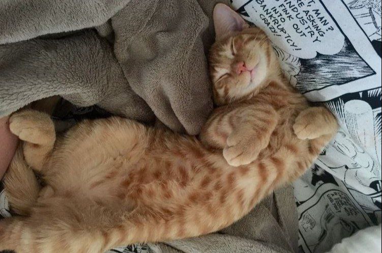 How do animals sleep?