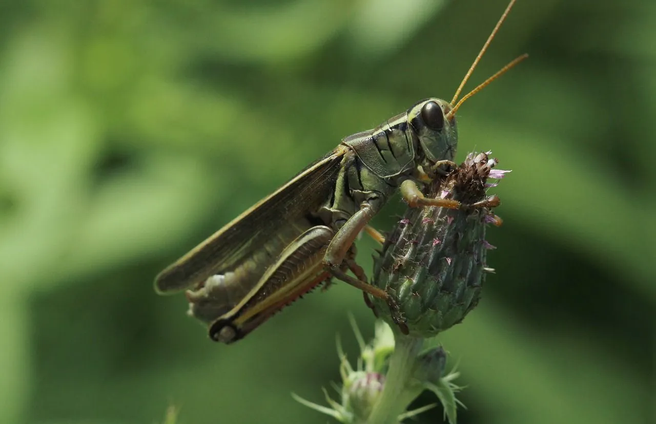 聯What does seeing a cricket in your house mean?