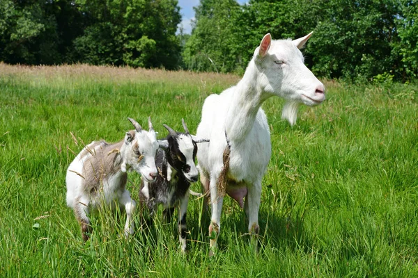What Dream About Goatling Means