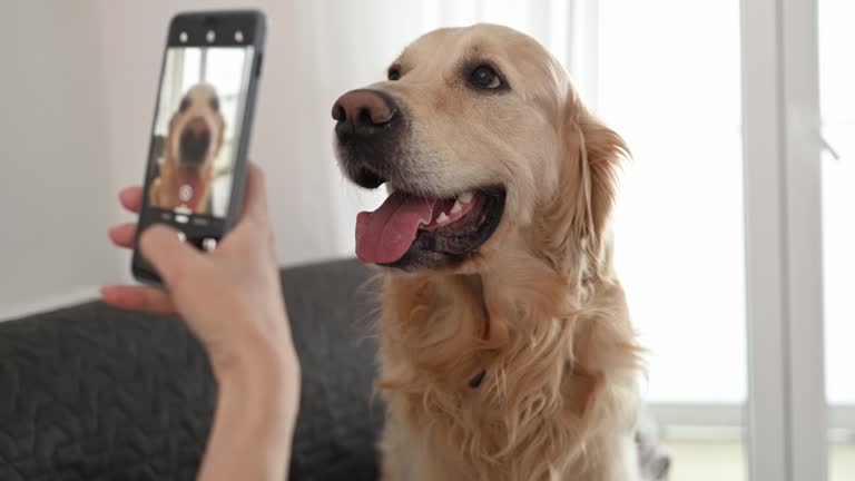 What Dream About Talking Animals Means