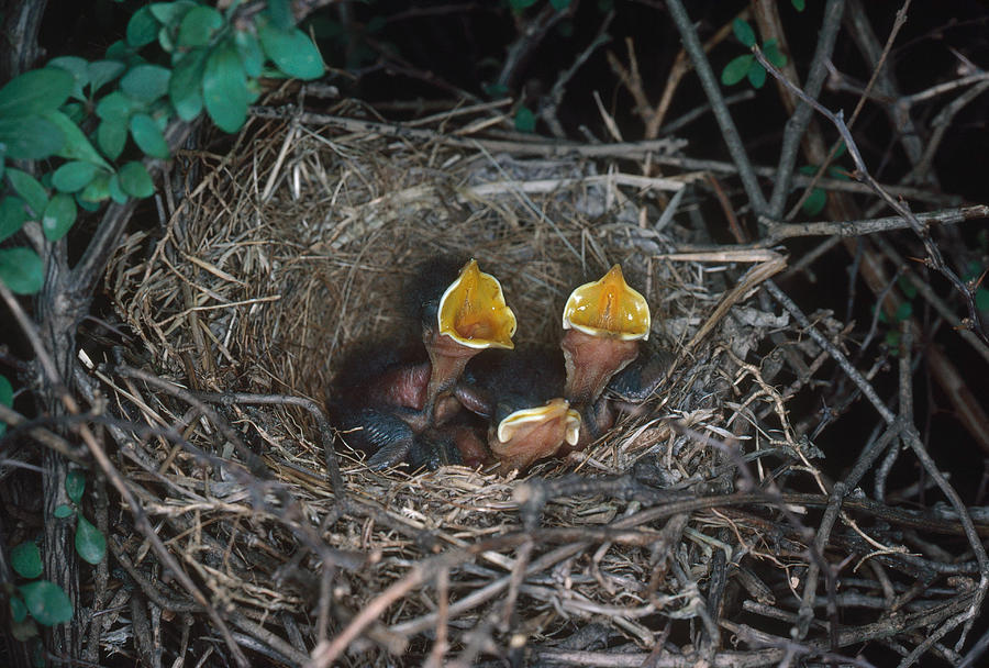 What Dream About Nestling Means