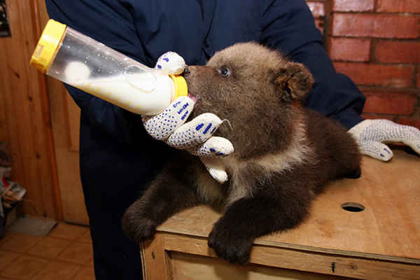 What Dream About Drinking Bear Milk Means