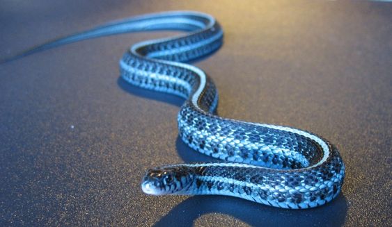 What Dream About Blue Snake Means